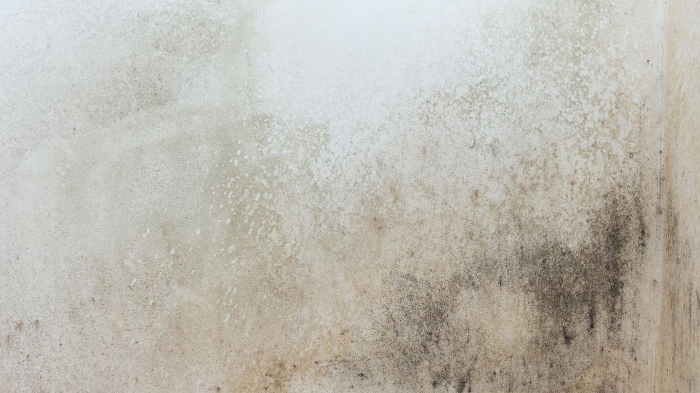 How to Identify a Damp House - Tech-Dry