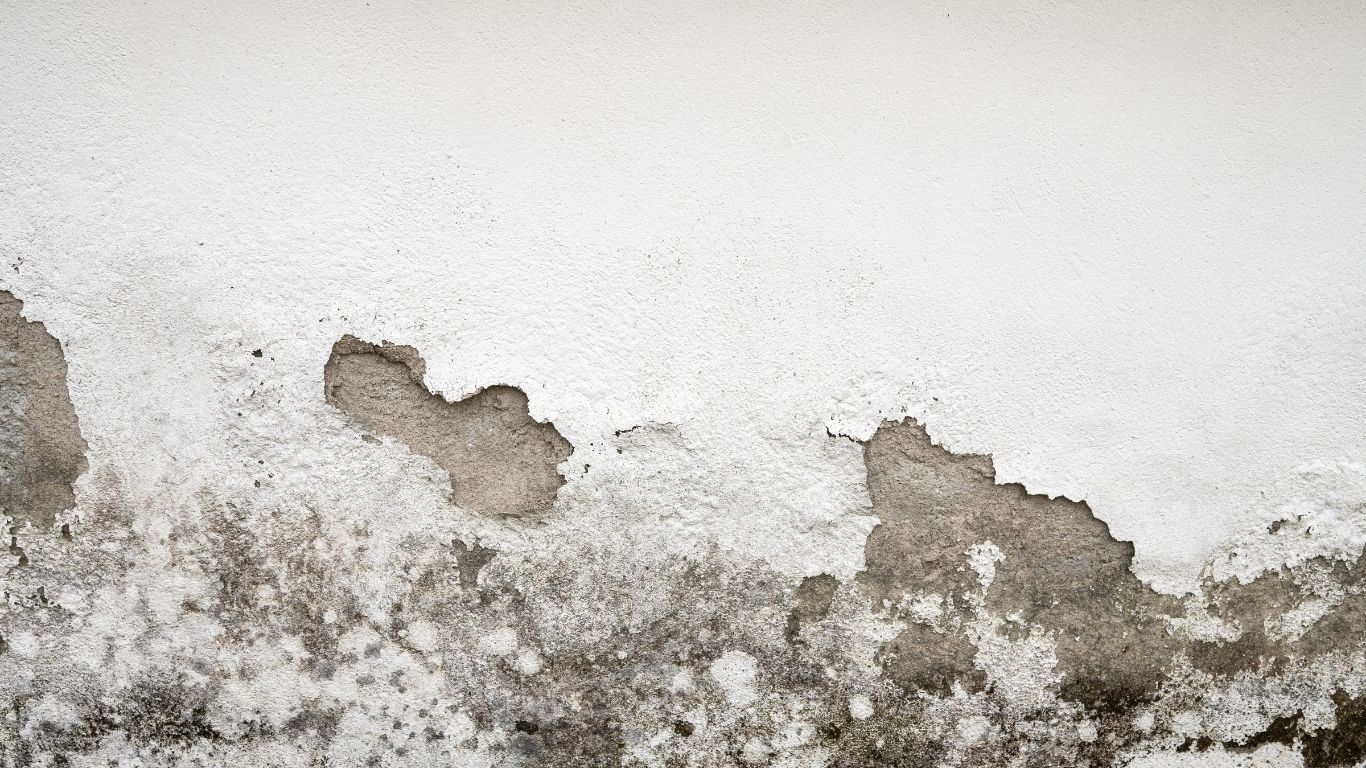 Damp-Proofing Made Easy: Stop Rising Damp and Wall Damage - Tech-Dry